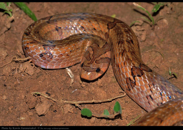 🐍ผงไล่งู สเนค เอาท์ (Snake Out) ไล่งูได้ 100% - Thai Pest Chemical